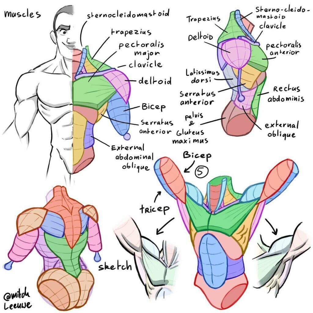 Upper Body - Digi Lines