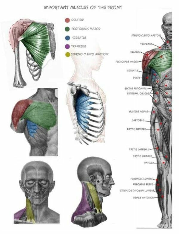 Upper Body - Digi Lines