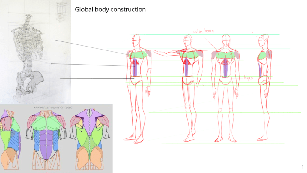 Anatomy Introduction - Digi Lines